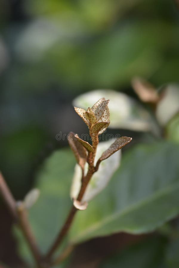 Oleaster Compacta stock photo. Image of ebbingei, shrub - 245217782