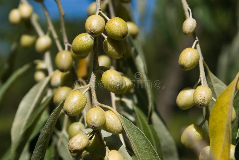 Oleaster tree stock photo. Image of edible, angustifolia - 7931224