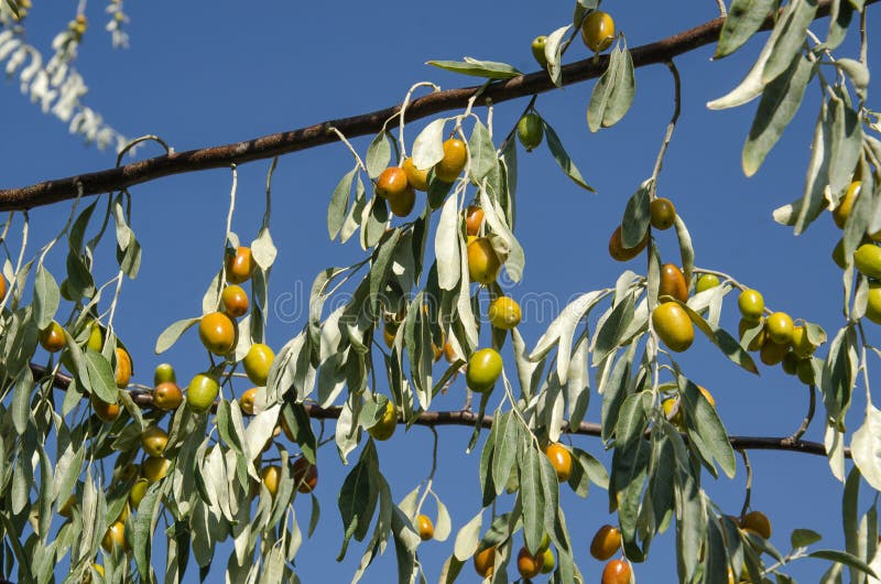Oleaster tree stock image. Image of food, green, orange - 61408921
