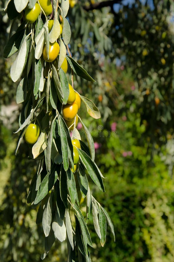 Oleaster tree stock photo. Image of edible, angustifolia - 7931224