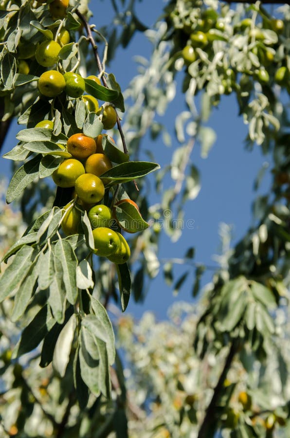 Oleaster tree stock image. Image of food, green, orange - 61408921