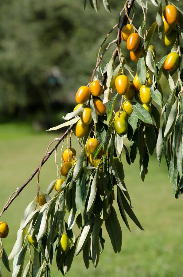 Oleaster tree stock image. Image of food, green, orange - 61408921