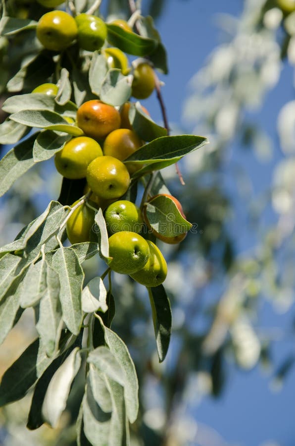 Oleaster tree stock photo. Image of edible, angustifolia - 7931224