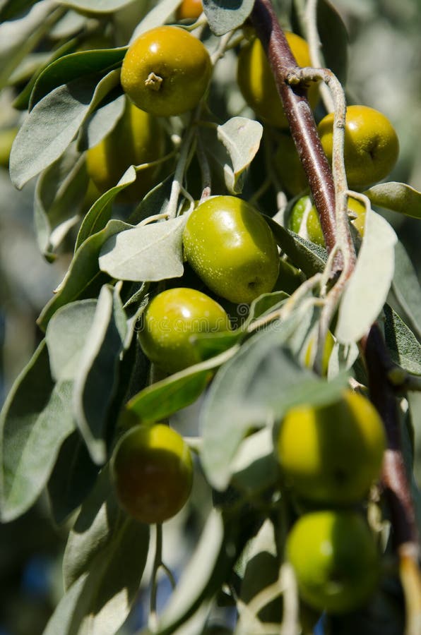 Oleaster tree stock photo. Image of bunch, nature, horizontal - 61408964