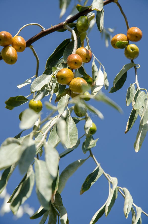 Oleaster tree stock image. Image of food, green, orange - 61408921