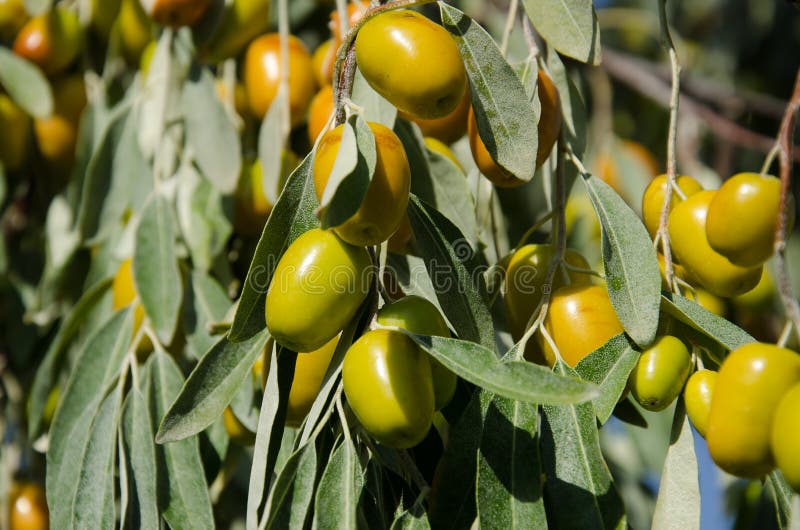 842 Oleaster Stock Photos - Free & Royalty-Free Stock Photos from ...