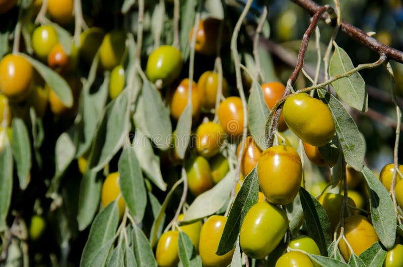 Oleaster tree stock photo. Image of edible, angustifolia - 7931224