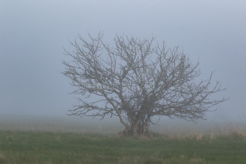 An oled apple tree in fog stock photo. Image of evening - 219546594