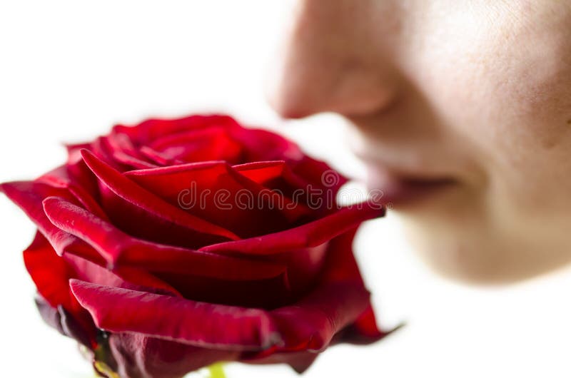 227 Oler Una Rosa Fotos de stock - Fotos libres de regalías de Dreamstime