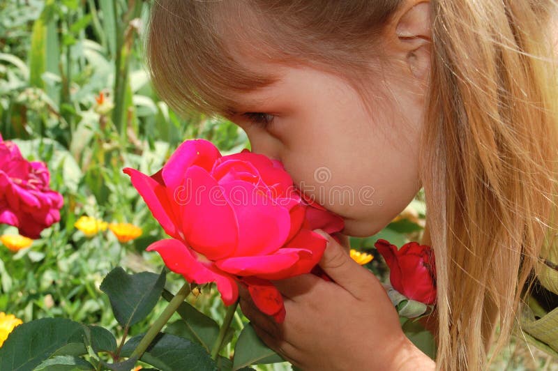 Oler una rosa imagen de archivo. Imagen de flor, placer - 5619663