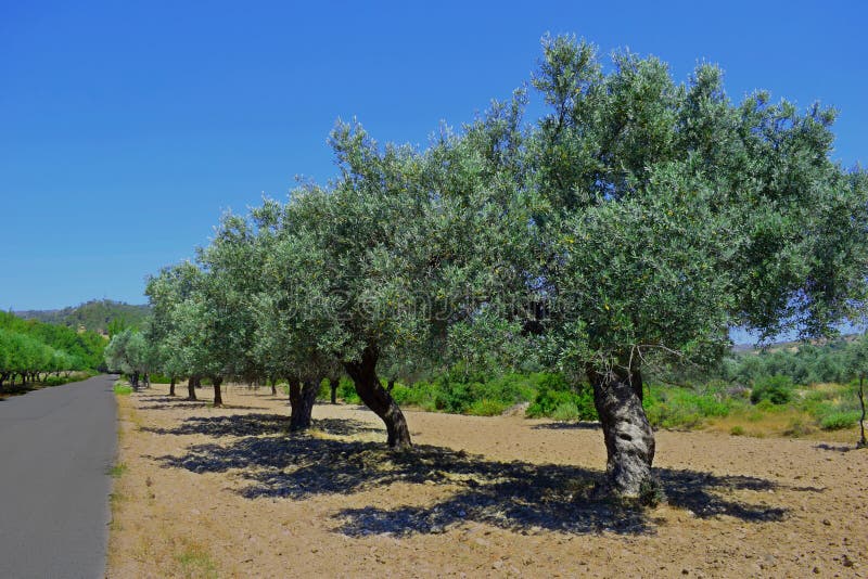 Olive Trees stock photo. Image of clay, asphalt, africa - 97708108