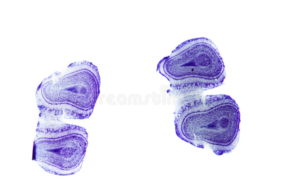 Olfactory bulb of rat stock image. Image of microscope - 37007961