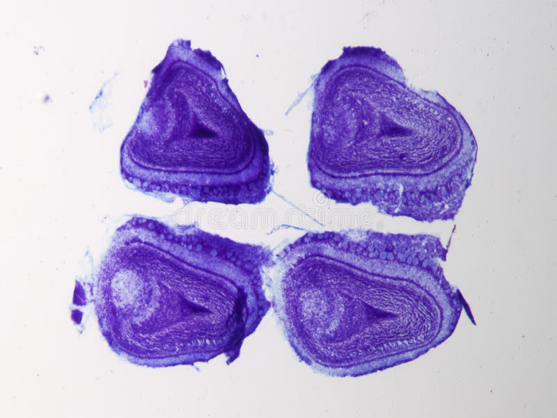 Olfactory bulb of rat stock photo. Image of cross, education - 37008014