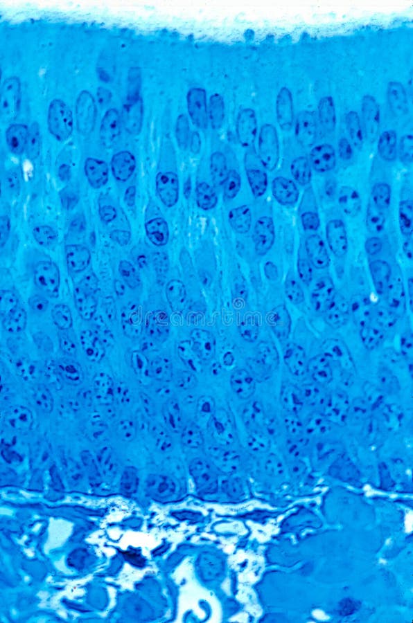 Olfactory mucosa stock image. Image of bowman, nerve - 372626097