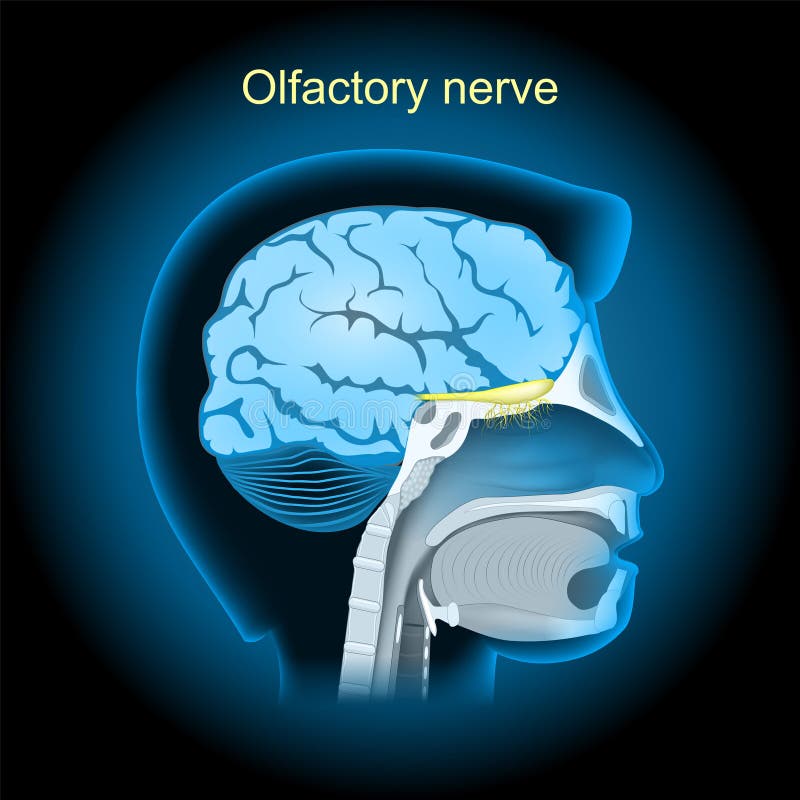 Olfactory System stock vector. Illustration of healthy - 40671861