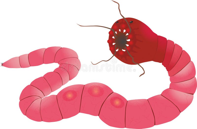 Olgoi-khorkhoi stock illustration. Illustration of deadly - 31904266