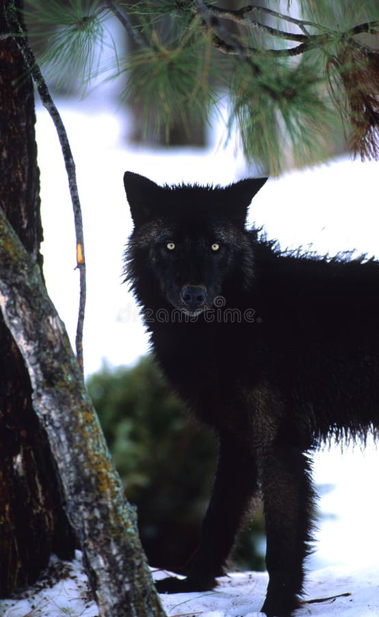 Olhar fixo preto do lobo foto de stock. Imagem de canino - 11229326