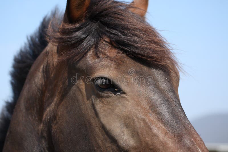 Olho do cavalo imagem de stock. Imagem de chicotes, animal - 3298885