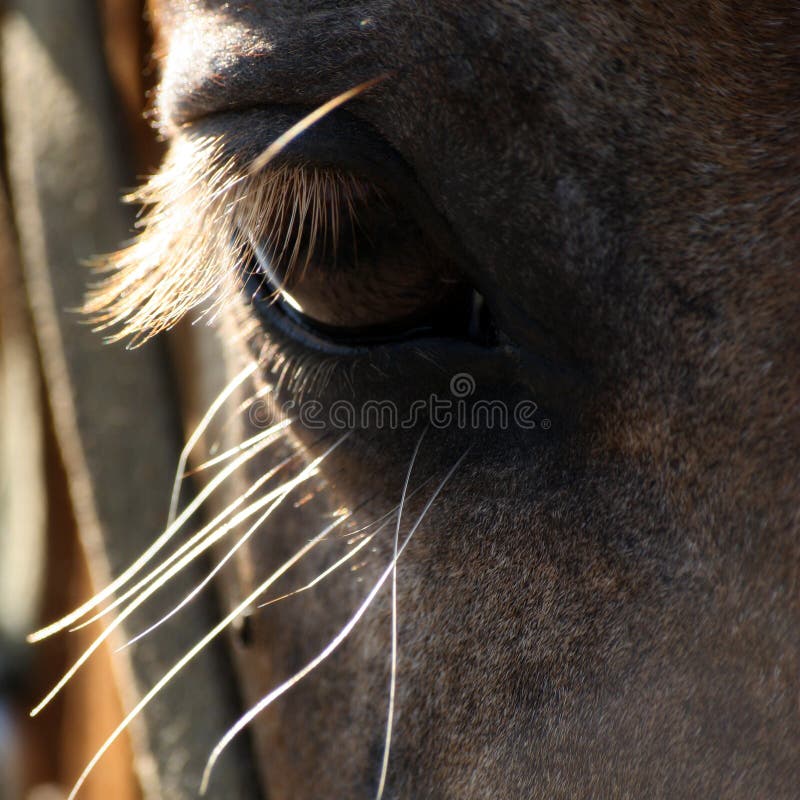 Olho do cavalo imagem de stock. Imagem de macro, soprado - 19354209