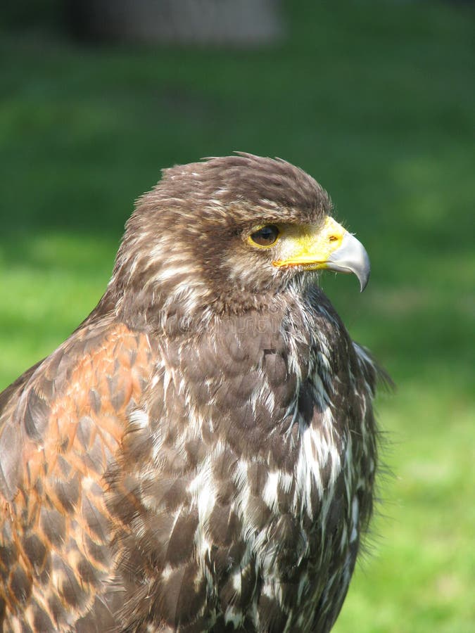 Olho observador imagem de stock. Imagem de fauna, rapina - 15329479