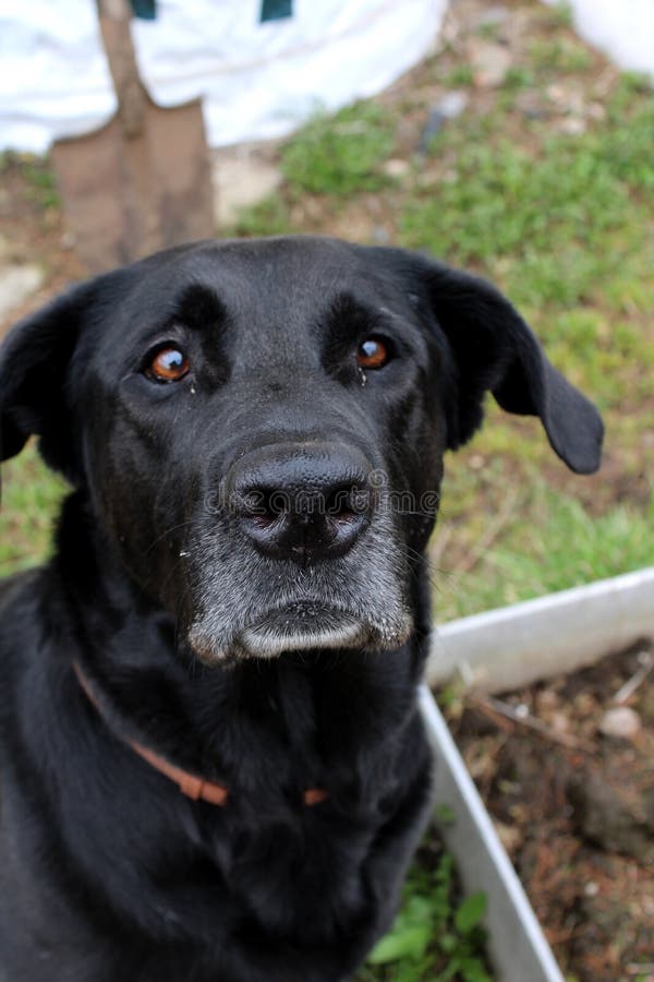 Olhos Castanhos De Labrador Foto de Stock - Imagem de nariz, labrador ...