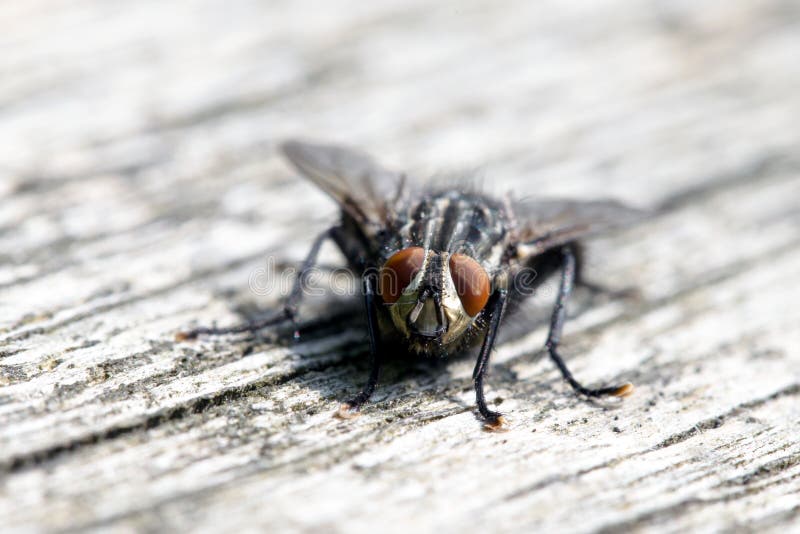 Olhos de uma mosca foto de stock. Imagem de jardim, verão - 5562822
