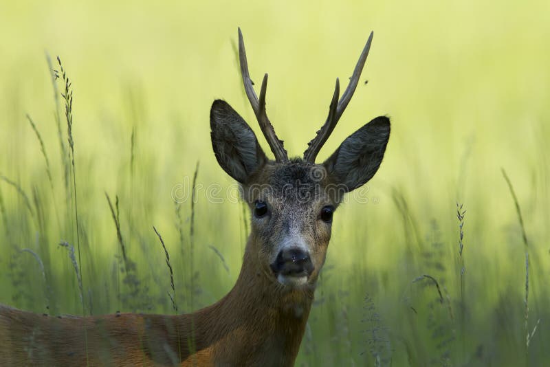 Olhos roxos foto de stock. Imagem de selvagem, pasto - 15290000