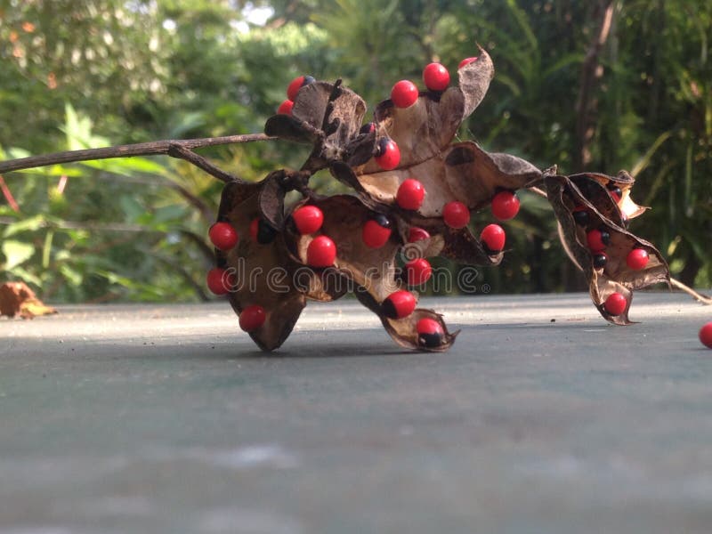 Olida stock photo. Image of olida, aurweda, colour - 105167884