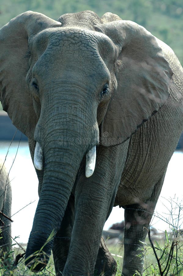 Olifant stock foto. Image of zoogdier, wild, wildernis - 1633448
