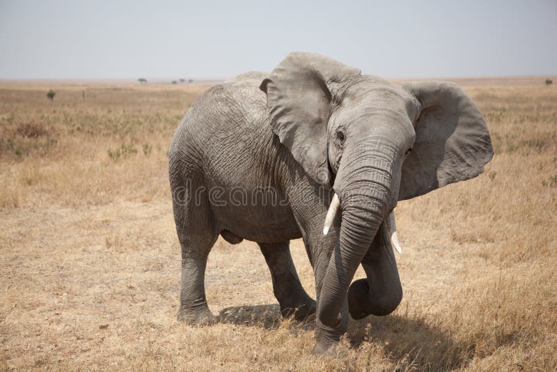 Olifant stock afbeelding. Image of serengeti, afrika - 18089859