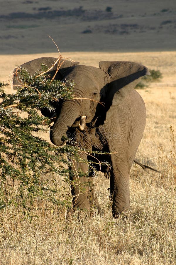 Olifant 2 stock foto. Image of serengeti, boom, afrika - 1215600