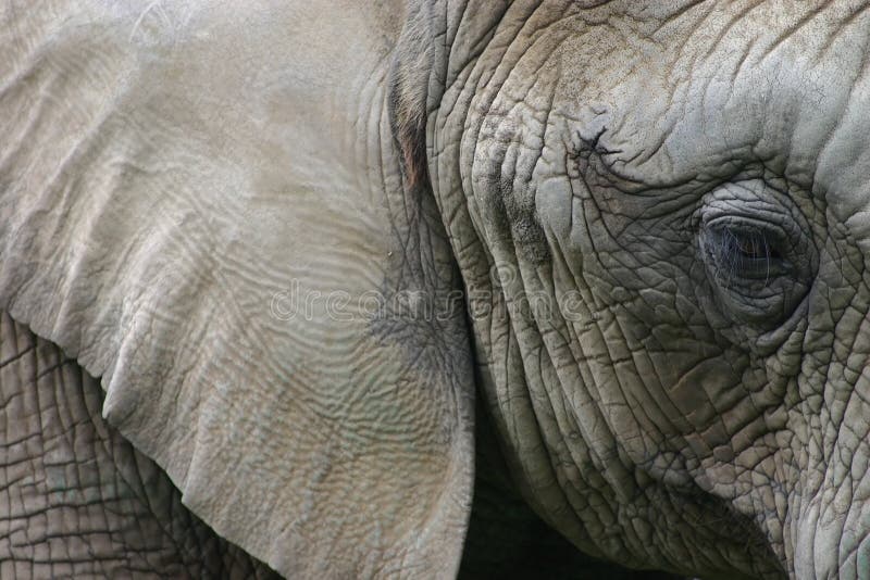 Olifantenvoet stock afbeelding. Image of namen, voeten - 513357
