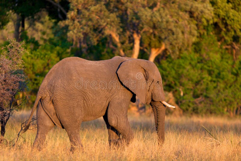 Afrikaanse Olifant stock foto. Image of ivoor, paar, gras - 2915274