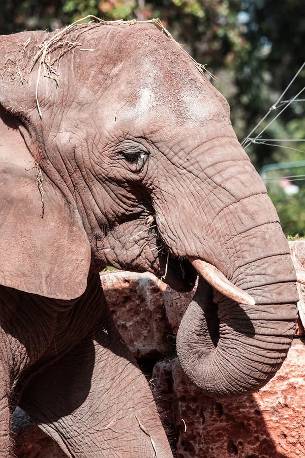 Olifant stock foto. Image of voedsel, dier, pachyderme - 33299100