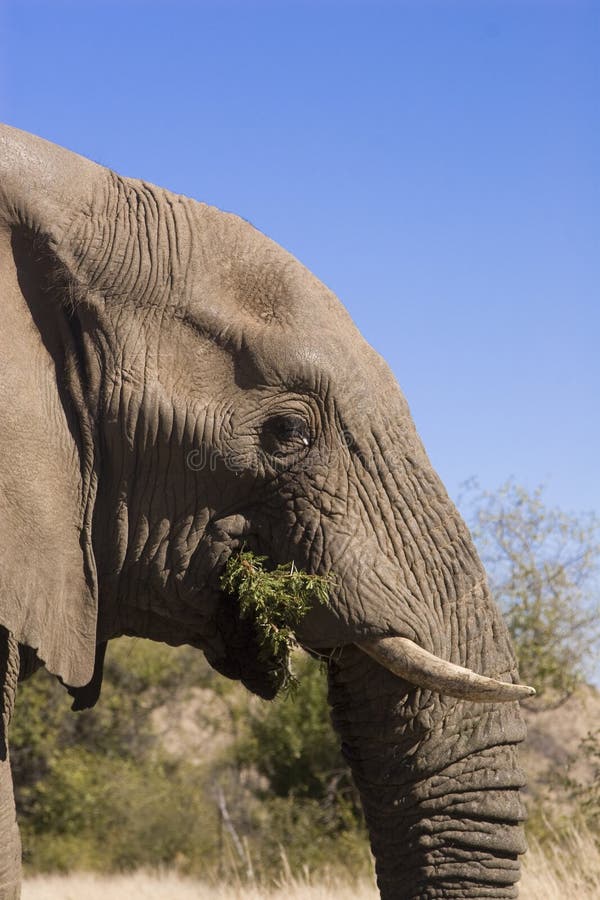 Olifant stock afbeelding. Image of slagtand, wild, bomen - 9864395