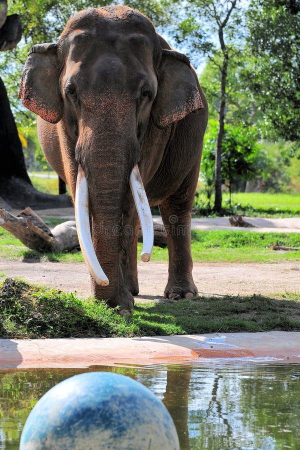 Grappige olifant stock afbeelding. Image of olifant, vrolijk - 2488015