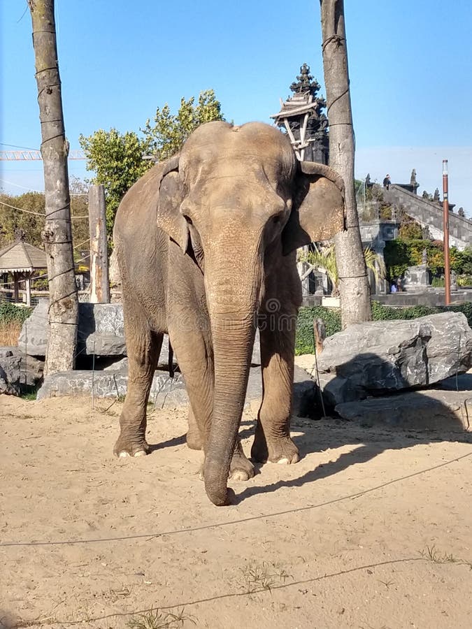 Olifant stock photo. Image of beauty, animal, olifant - 165588902