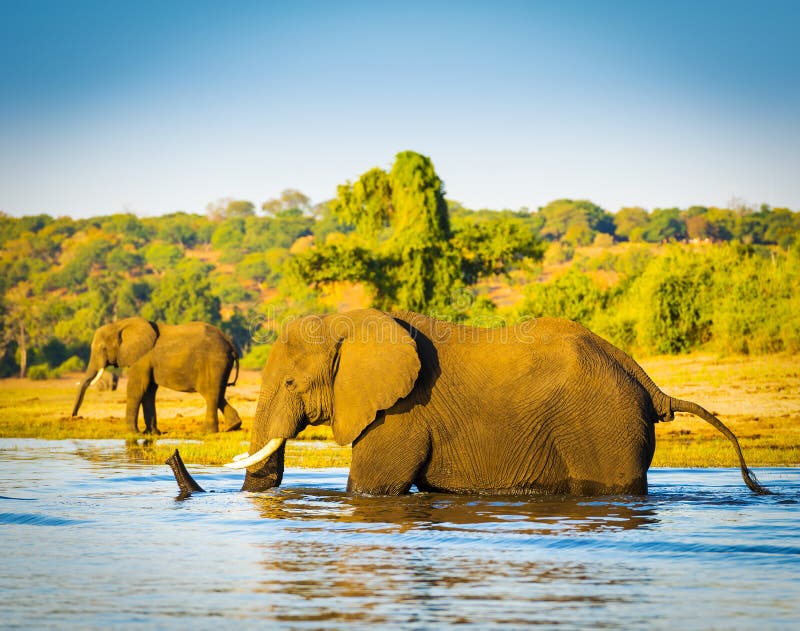Olifant Die Over Chobe-Rivier Botswana Waden Stock Foto - Image of park ...