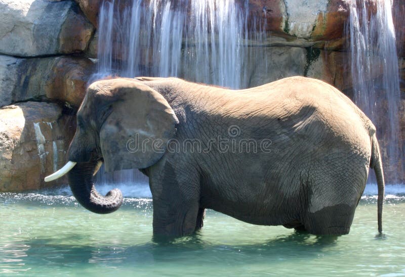 Olifant Die Van Waterval Genieten Stock Foto - Image of rots, reus ...