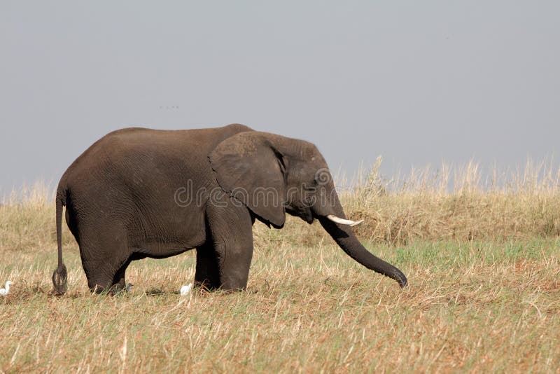 Olifant mannelijk Borneo stock foto. Image of bedreigd - 86078022