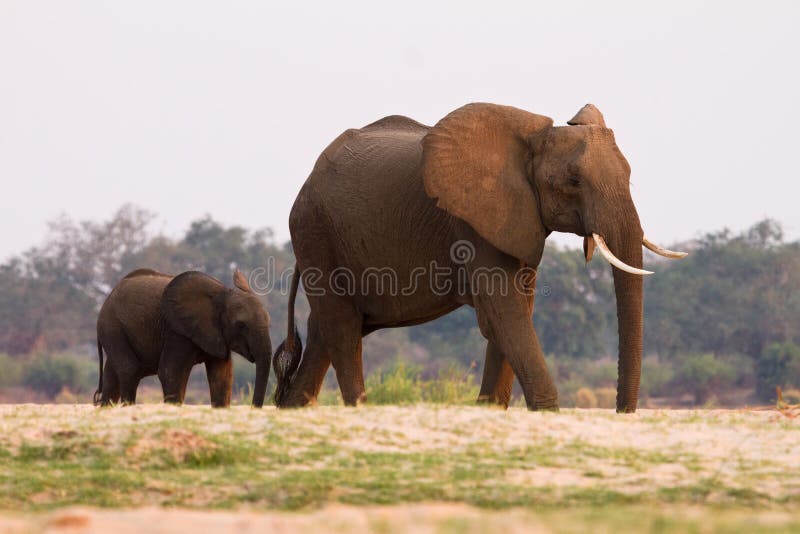 Olifant met kalf stock foto. Image of kudde, olifant - 18387076