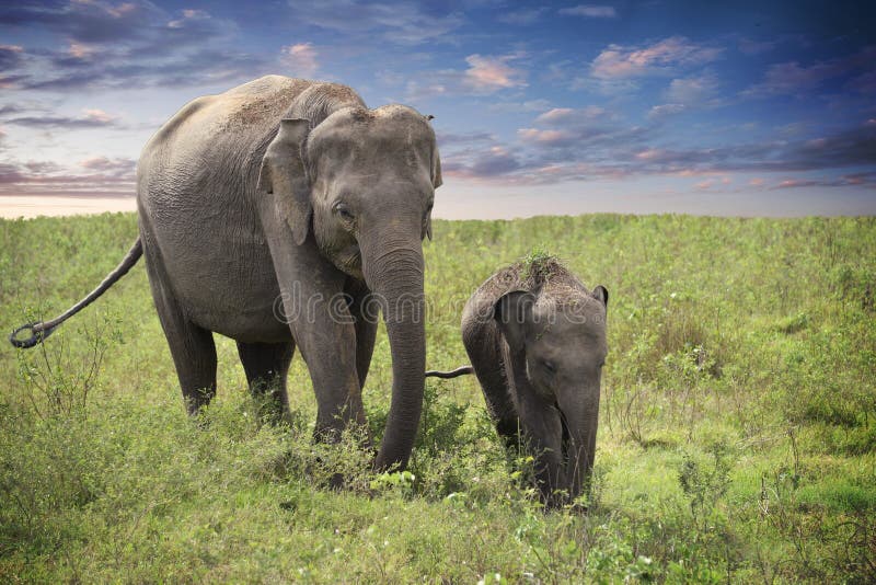 Olifant met haar baby stock foto. Image of schepsel - 105152212