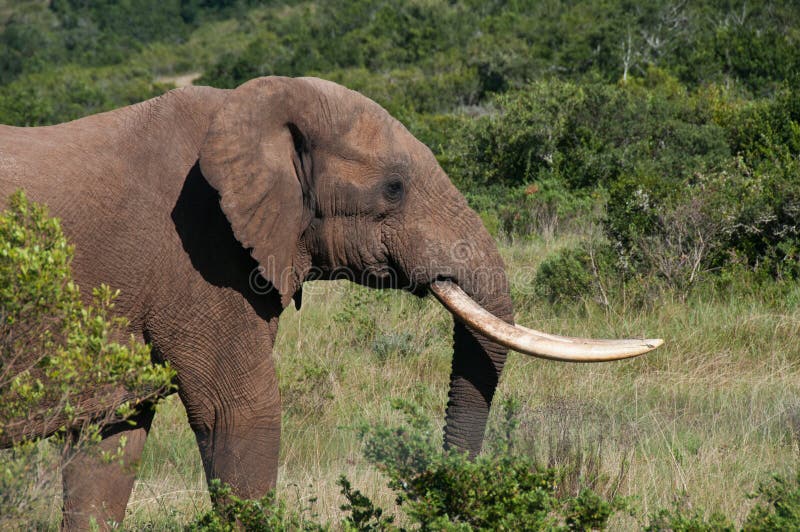 Olifant met lange slagtand stock afbeelding. Image of wildernis - 34895413