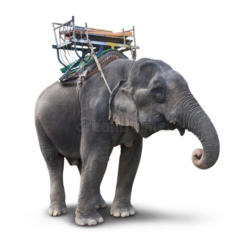 Olifant Op Wit Wordt Geïsoleerd Dat Stock Foto - Image of slurf, dier ...