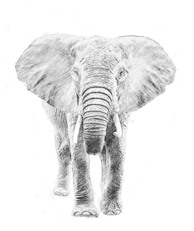 Olifant. Schets Met Potlood Stock Illustratie - Illustration of dier ...