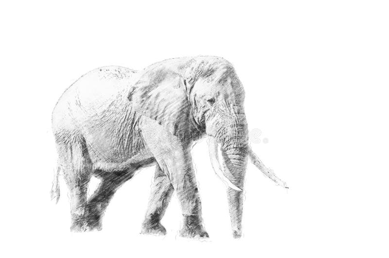 Olifant Schets met potlood stock illustratie. Illustration of leuk ...