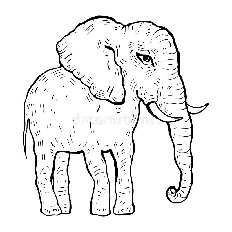 Olifant Vector illustratie stock illustratie. Illustration of dier ...