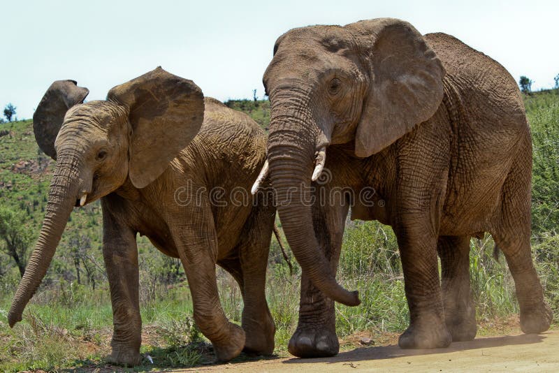 Olifanten stock afbeelding. Image of olifant, wild, slagtand - 11962451
