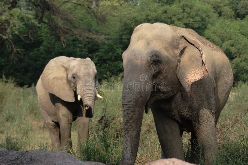 Olifanten stock foto. Image of dieren, olifanten, wild - 3472258
