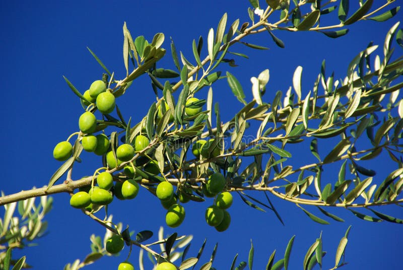 Olijf 04 stock foto. Image of takken, groen, klaar, organisch - 3489624